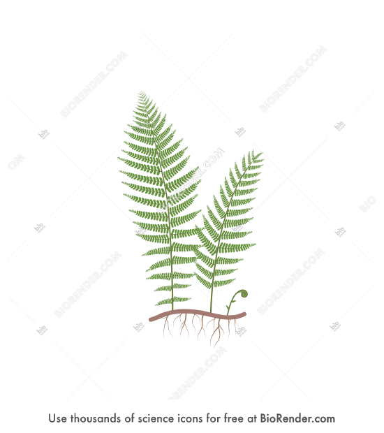Free Fern Icons, Symbols & Images | BioRender