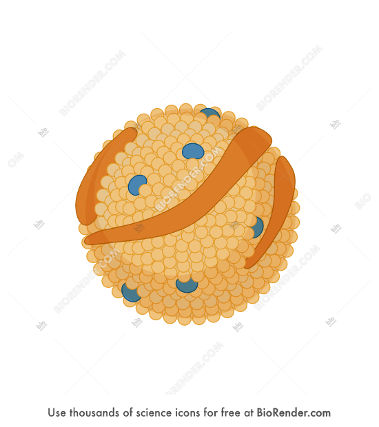 Free Lipoprotein (IDL) Icons, Symbols & Images | BioRender