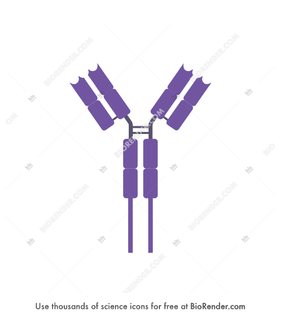 Free Antibody IgG (membrane-bound) Icons, Symbols & Images | BioRender