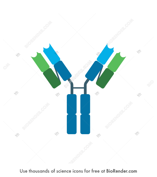 Free Antibody IgD (with domains) Icons, Symbols & Images | BioRender