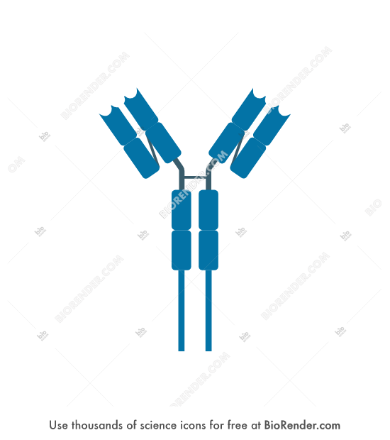 Free Antibody IgD (membrane-bound) Icons, Symbols & Images | BioRender