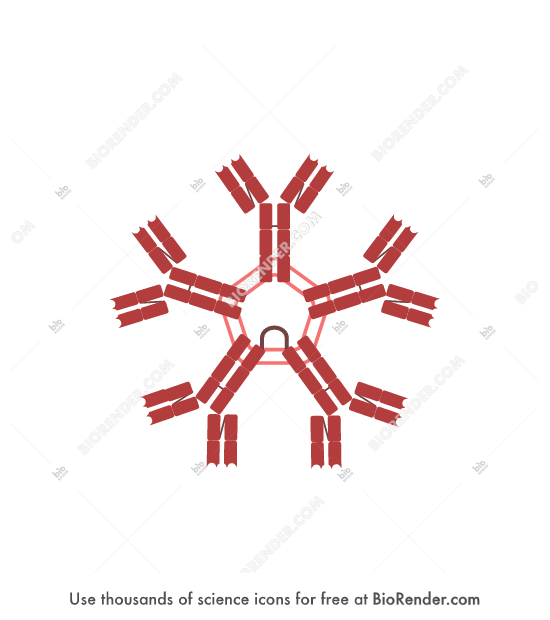 Free Antibody IgM (pentamer) Icons, Symbols & Images | BioRender