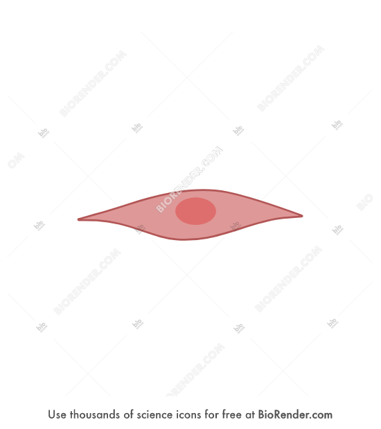 Free Cell (spindle) Icons, Symbols & Images | BioRender