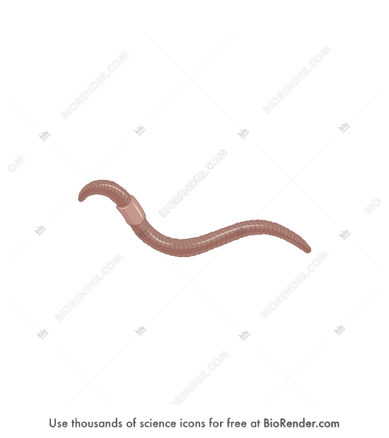 Free Earthworm Icons, Symbols & Images | BioRender