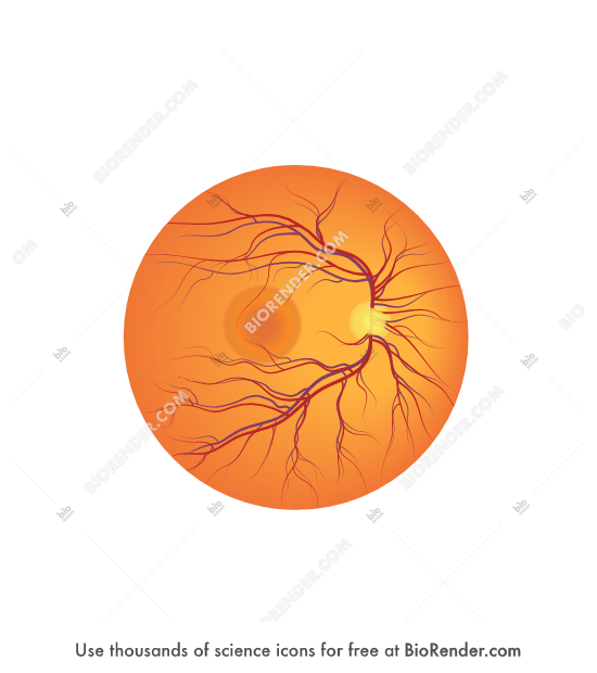 Free Eye (retina) Icons, Symbols & Images | BioRender