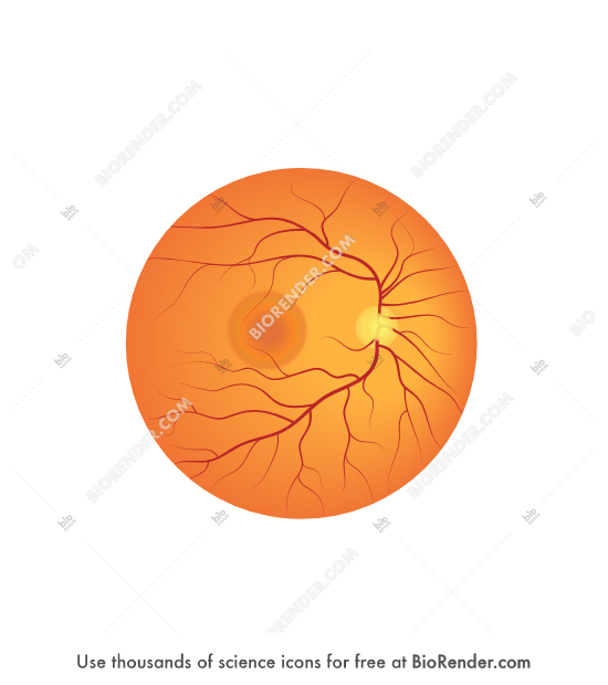 Free Eye (retina, arteries only) Icons, Symbols & Images | BioRender