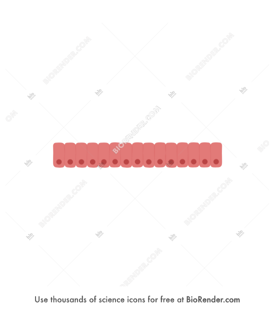Free Columnar epithelium (simple) Icons, Symbols & Images | BioRender
