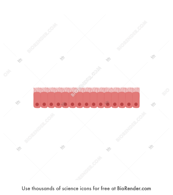 Simple Columnar Ciliated Epithelium