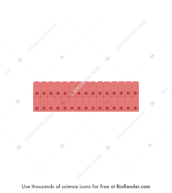 Free Columnar epithelium (stratified) Icons, Symbols & Images | BioRender