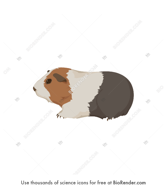 Free Guinea pig Icons, Symbols & Images | BioRender