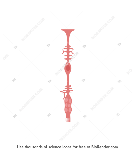 Free Retinal cell (Müller glia) Icons, Symbols & Images | BioRender