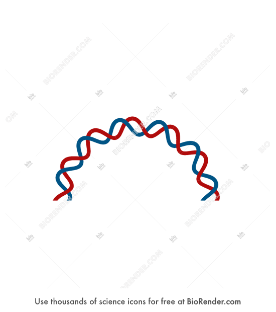 Free DNA (2D, arc 1) Icons, Symbols & Images | BioRender