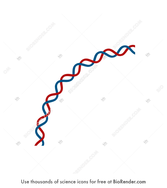 Free DNA (2D, arc 3) Icons, Symbols & Images | BioRender