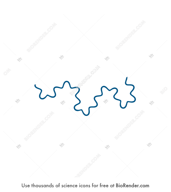 Free ssDNA (2D, squiggle 3) Icons, Symbols & Images | BioRender