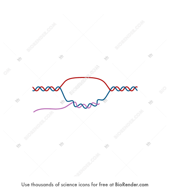 Free DNA transcription (2D, coiling) Icons, Symbols & Images | BioRender