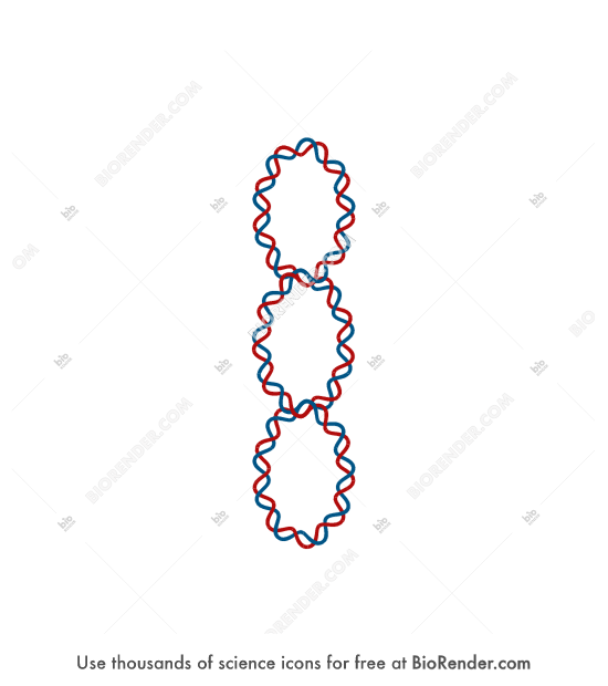 Free Supercoiled DNA (2D, 3 loops) Icons, Symbols & Images | BioRender