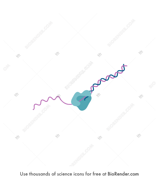 Free Reverse transcriptase (transcribing) Icons, Symbols & Images ...