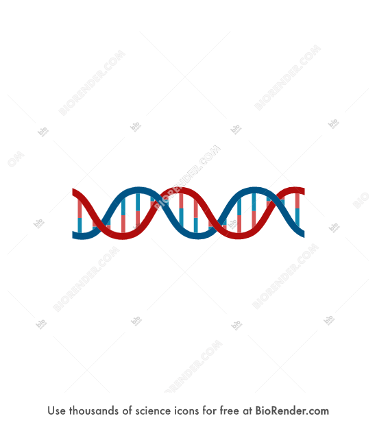 Free DNA (medium) Icons, Symbols & Images | BioRender