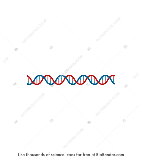 Free DNA (long) Icons, Symbols & Images | BioRender