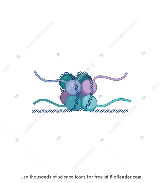 Free Nucleosome (3D) Icons, Symbols & Images | BioRender