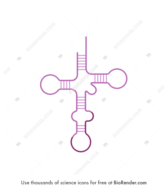 Free tRNA (intermediate) Icons, Symbols & Images | BioRender