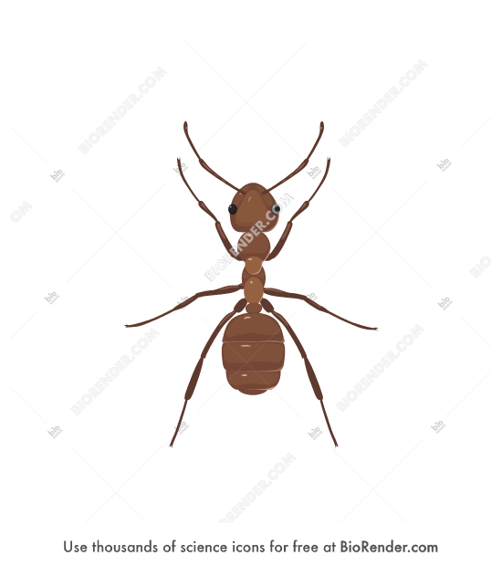 Free Ant Icons, Symbols & Images | BioRender