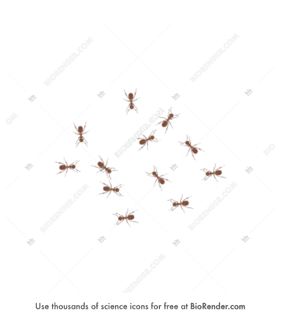 Free Ants Icons, Symbols & Images | BioRender
