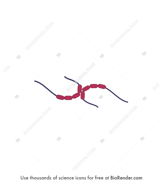 Free Tau protein (filament, cross-section) Icons, Symbols & Images ...