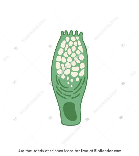 Free Goblet cell Icons, Symbols & Images | BioRender