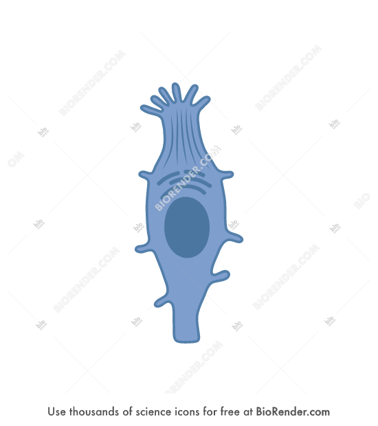 Free Tuft cell Icons, Symbols & Images | BioRender