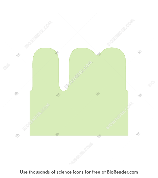 Free Jejunum epithelium mucous Icons, Symbols & Images | BioRender