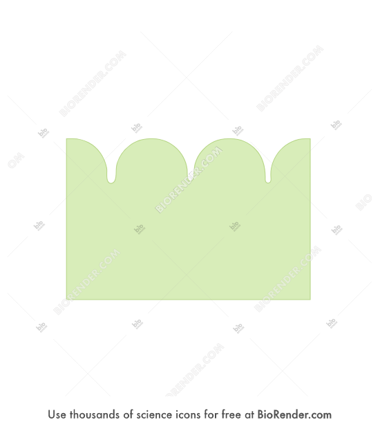 Free Rectum epithelium mucous Icons, Symbols & Images | BioRender