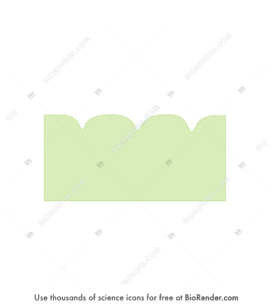 Free Colon epithelium (mucous) Icons, Symbols & Images | BioRender