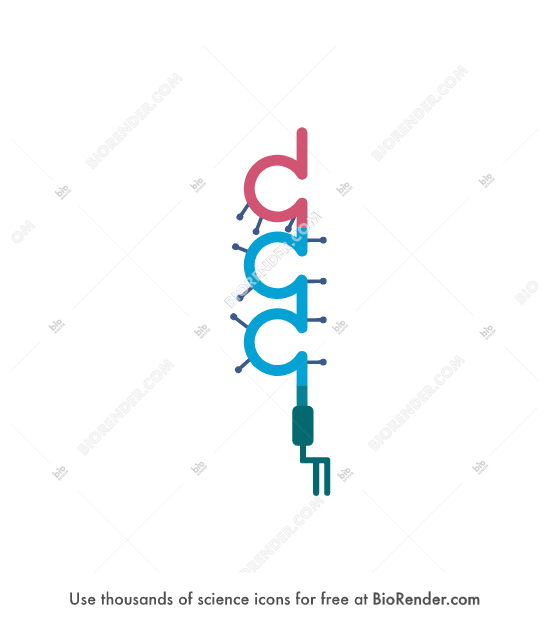 Free CEACAM8 Icons, Symbols & Images | BioRender