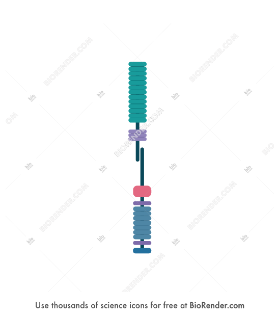 Free NOTCH4 Icons, Symbols & Images | BioRender