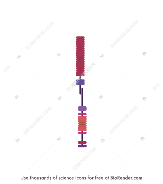 Free dNOTCH Icons, Symbols & Images | BioRender