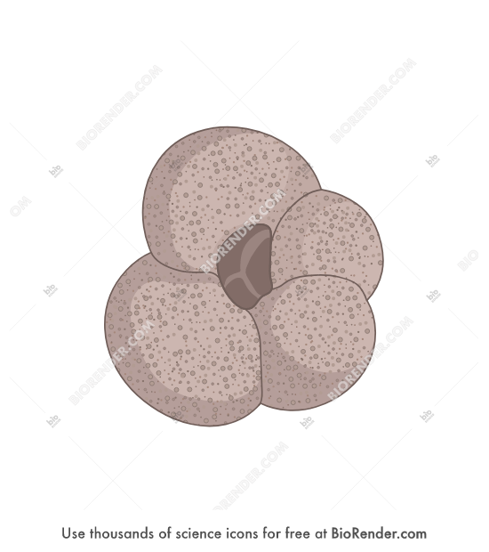 Free Foraminifera (Globigerninana) Icons, Symbols & Images | BioRender