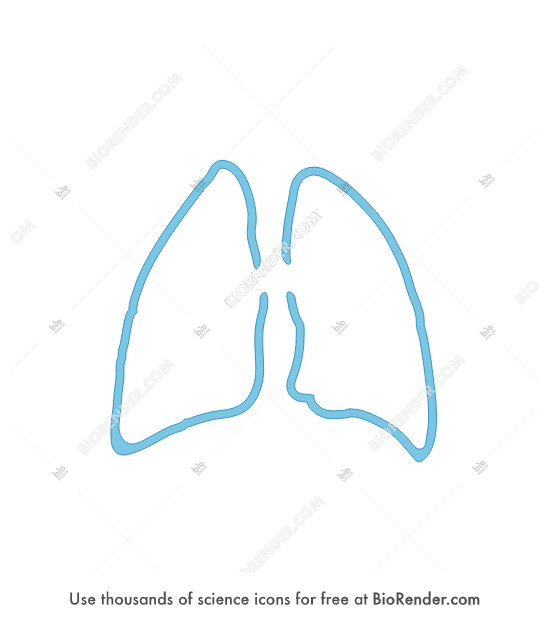 Free Lung pleura Icons, Symbols & Images | BioRender