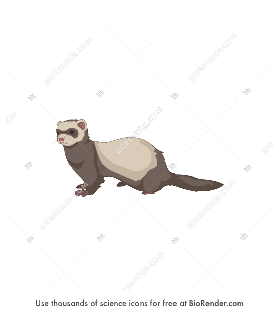 Free Ferret Icons, Symbols & Images | BioRender