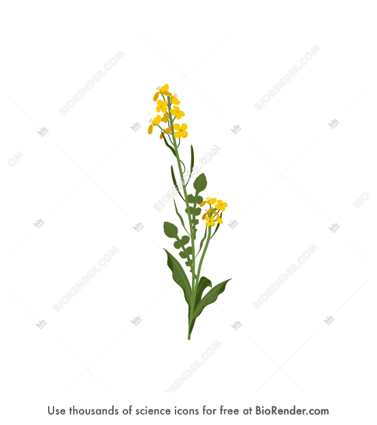 Free Rapeseed Icons, Symbols & Images | BioRender