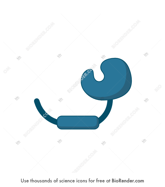 Free Nuclear receptor Icons, Symbols & Images | BioRender