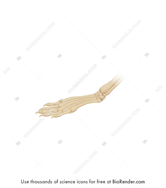 Free Mouse skeleton (front foot) Icons, Symbols & Images | BioRender