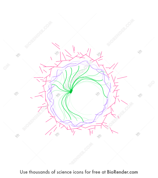 Free Cytoskeleton 2 Icons, Symbols & Images | BioRender