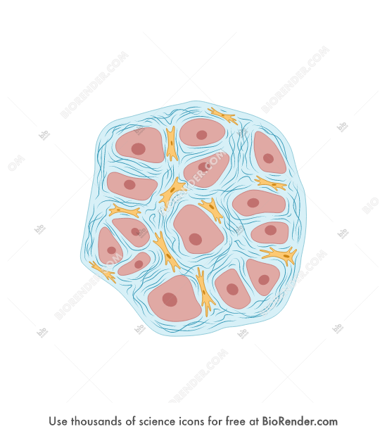 Free Cardiac fibrosis (fibrotic) Icons, Symbols & Images | BioRender