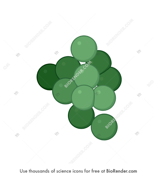 Free Staphylococcus Icons, Symbols & Images | BioRender