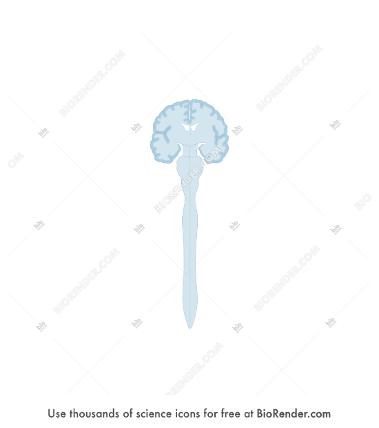 Free CNS (schematic) Icons, Symbols & Images | BioRender