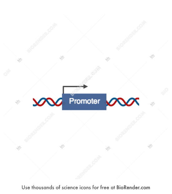 Free Promoter Icons, Symbols & Images | BioRender