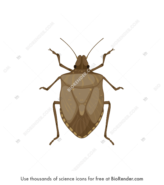 Free Stink bug Icons, Symbols & Images | BioRender