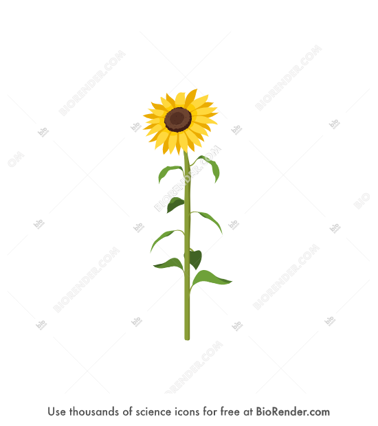 Free Sunflower Icons, Symbols & Images | BioRender