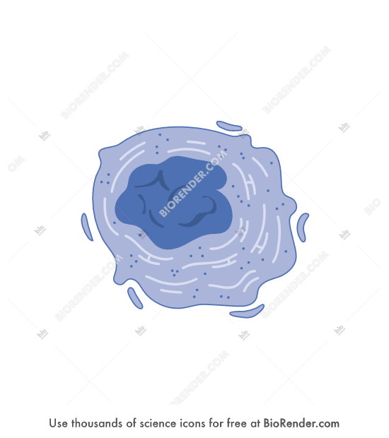 Free Megakaryocyte Icons, Symbols & Images | BioRender